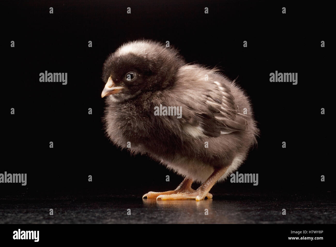 Domestic Chicken (Gallus domesticus), five week old Barred Rock chick ...
