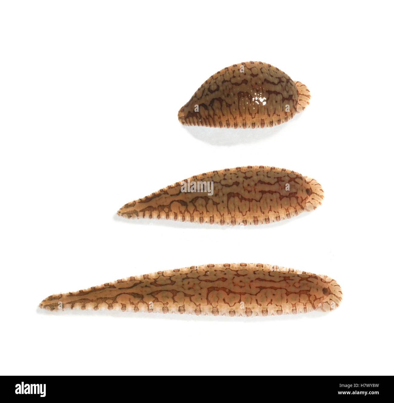 A single leech illustrating body flexibility during locomotion ...