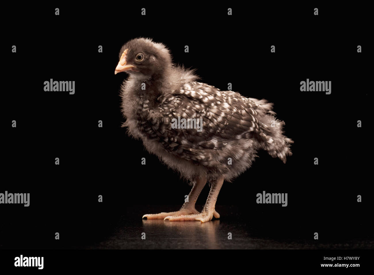 Domestic Chicken (Gallus domesticus), four week old Barred Rock chicks ...