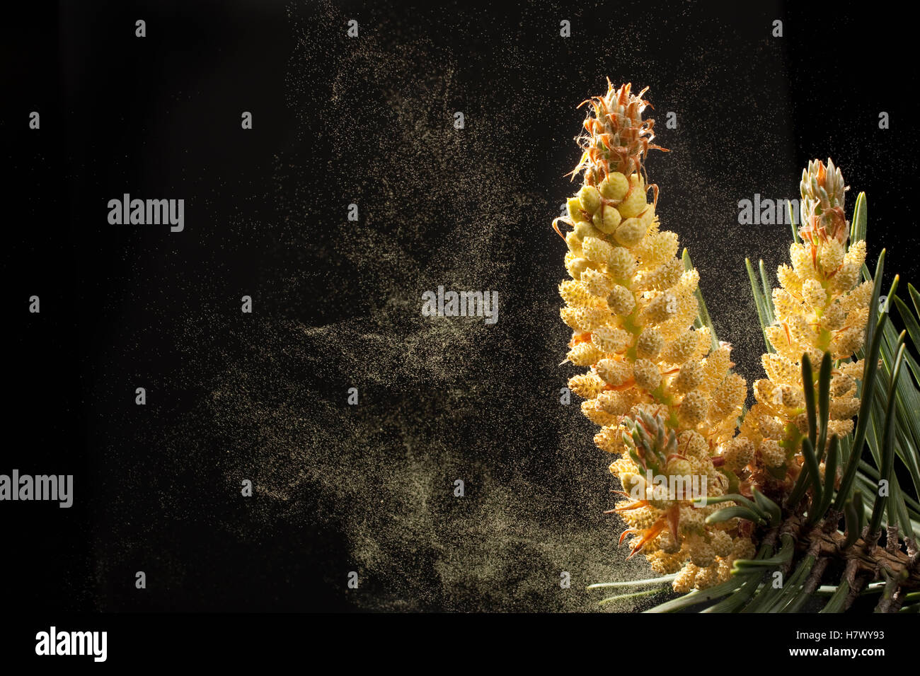Lodgepole Pine (Pinus contorta) dispersing pollen through wind, western ...