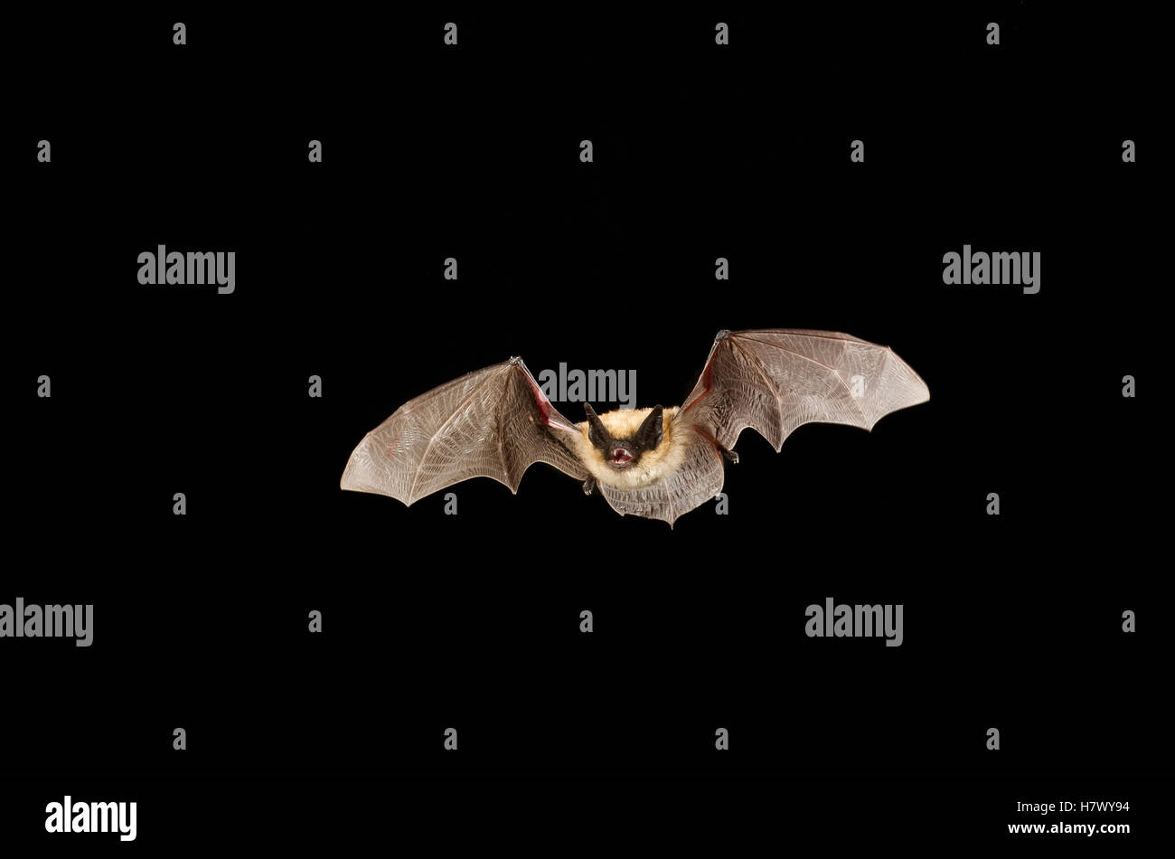 Western Small-footed Myotis (Myotis ciliolabrum) bat flying at night ...