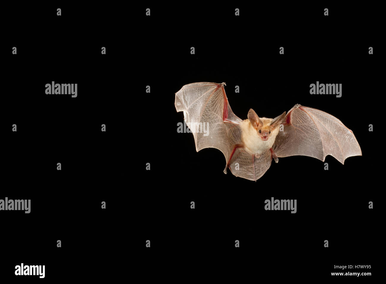 Pallid Bat (Antrozous pallidus) flying at night, Washington Stock Photo ...