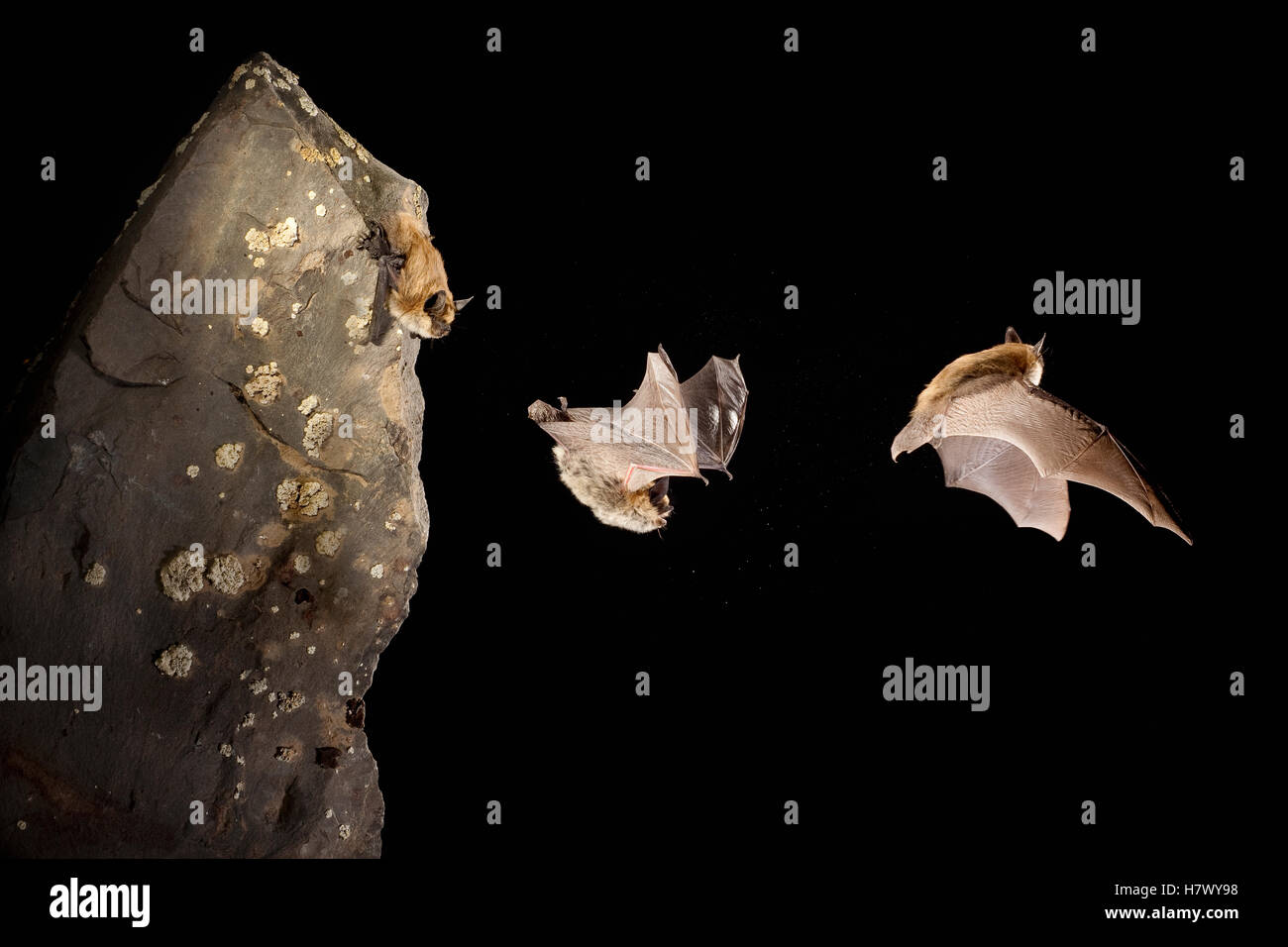 Western Small-footed Myotis (Myotis ciliolabrum) bat launching into ...