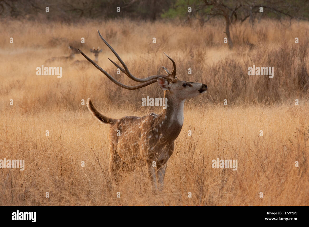 Axis Deer (Cervus axis) with long antlers in tall grass, Ranthambhore ...