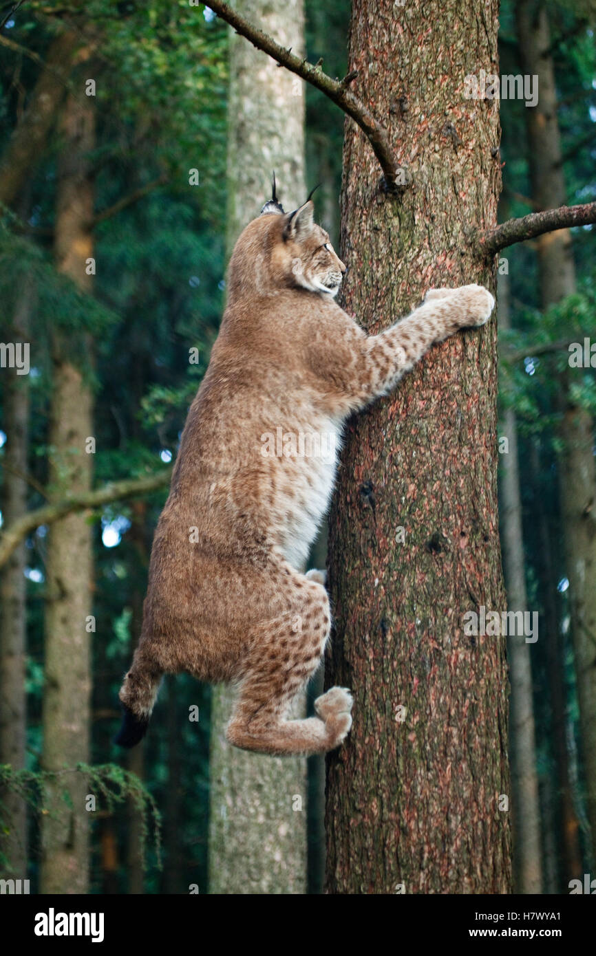Eurasian Lynx (Lynx lynx) climbing tree, Bavaria, Germany Stock Photo ...