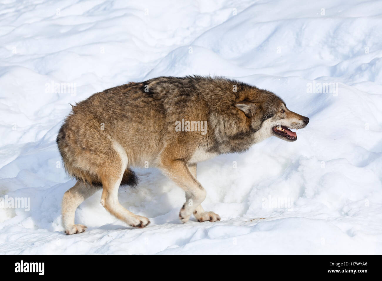 European Wolf (Canis lupus) in submissive posture, Bavarian Forest ...
