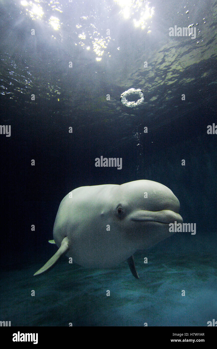 Beluga (Delphinapterus leucas) whale blowing a toroidal bubble ring ...