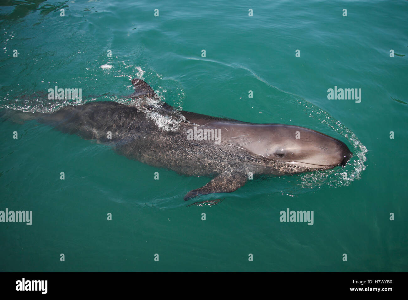 False Killer Whale (Pseudorca crassidens) in aquarium, Japan Stock ...