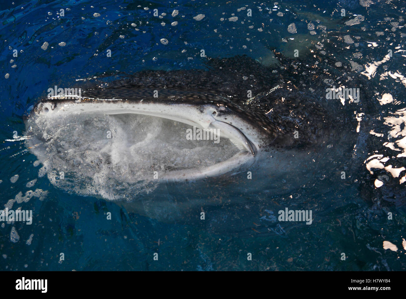 Whale Shark (Rhincodon typus) filter feeding krill in aquarium, Japan ...