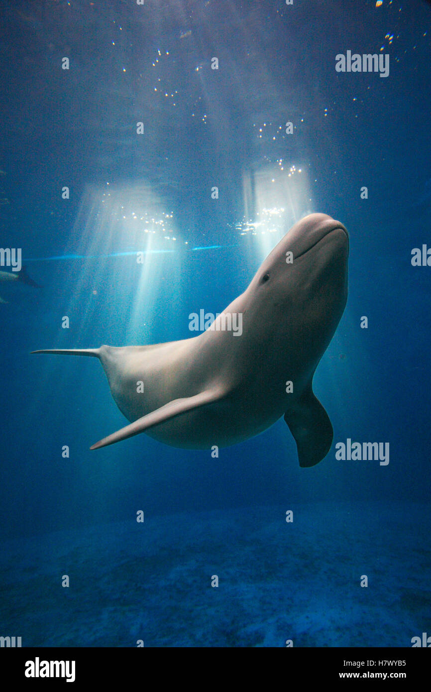 Finless Porpoise (Neophocaena phocaenoides) in aquarium, Japan Stock ...