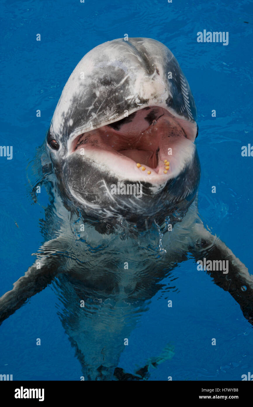 Risso's Dolphin (Grampus griseus) in aquarium with open mouth, Japan ...