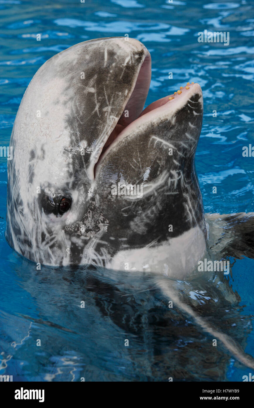 Risso's Dolphin (Grampus griseus) in aquarium with open mouth, Japan ...