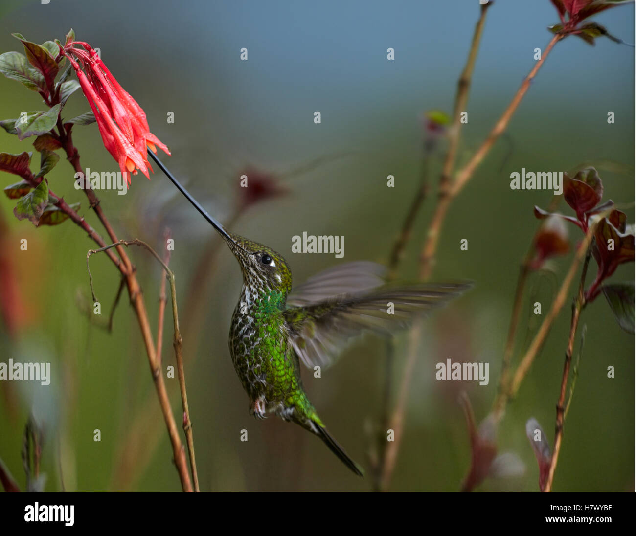 Sword-billed Hummingbird (Ensifera ensifera) using long beak to feed on ...