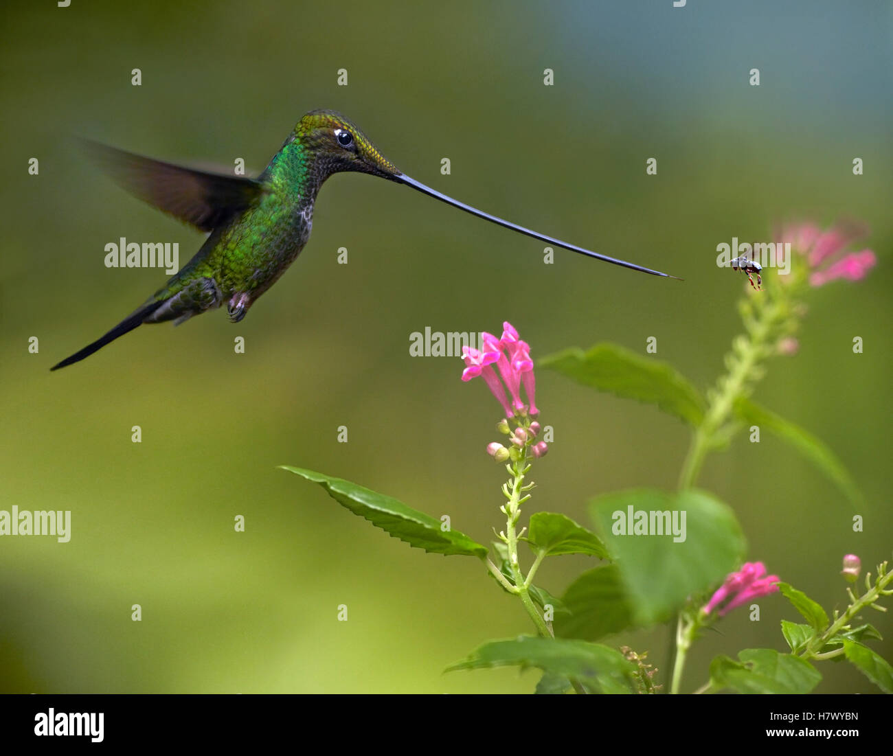 Sword-billed Hummingbird (Ensifera ensifera) and insect, Ecuador Stock ...