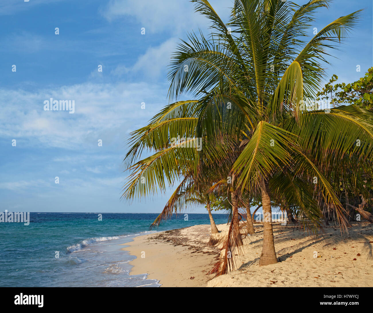 Beach with palm trees, Camp Bay, Roatan Island, Honduras Stock Photo ...