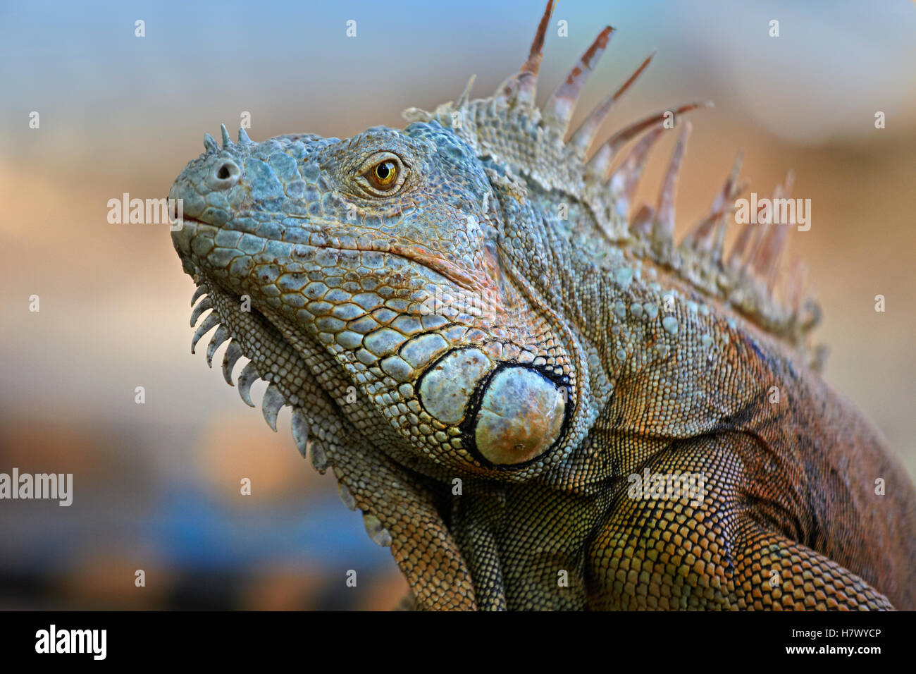 Green Iguana (Iguana iguana) portrait, Roatan Island, Honduras Stock ...