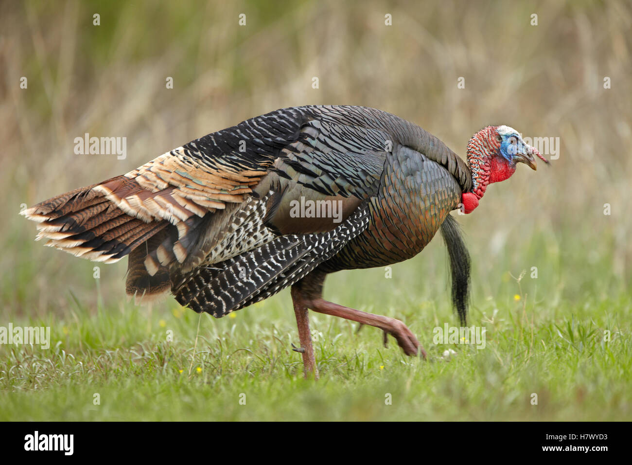 Wild Turkey (Meleagris gallopavo) male showing beard, Palo Duro Canyon ...