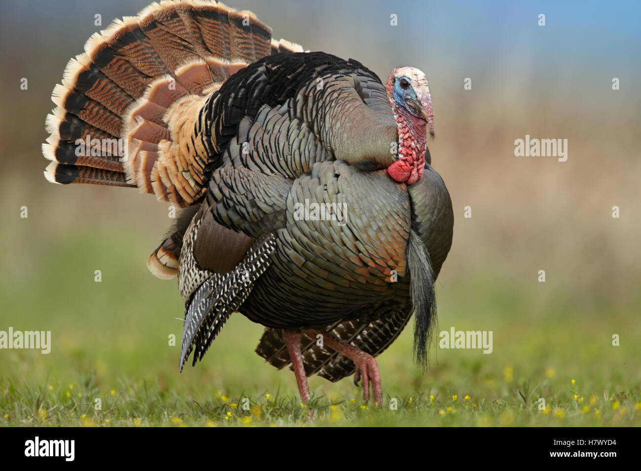 Wild Turkey (Meleagris gallopavo) male in courtship display, Palo Duro ...