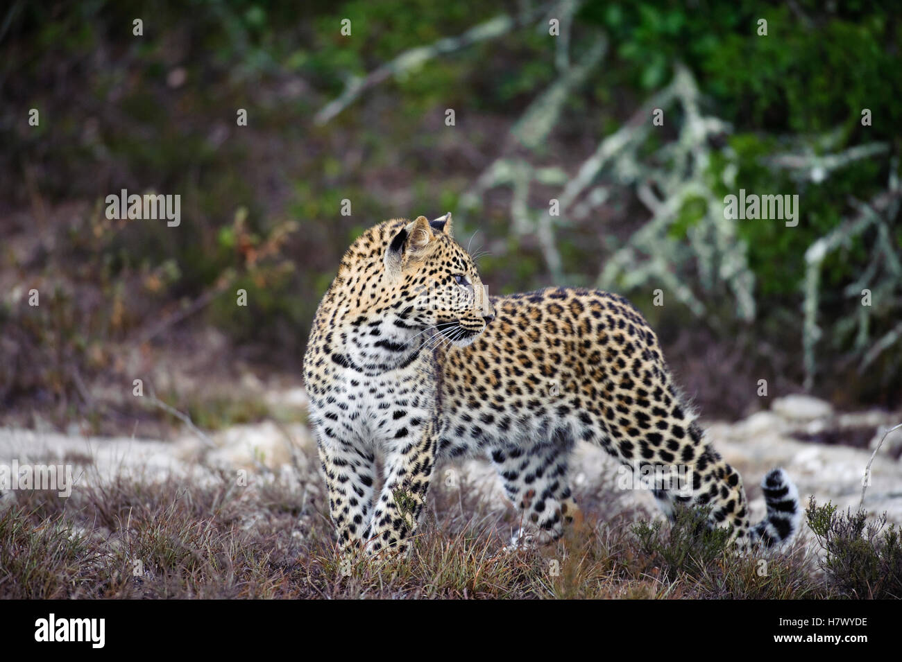 Leopard (Panthera pardus), Shamwari Game Reserve, Port Elizabeth, South ...