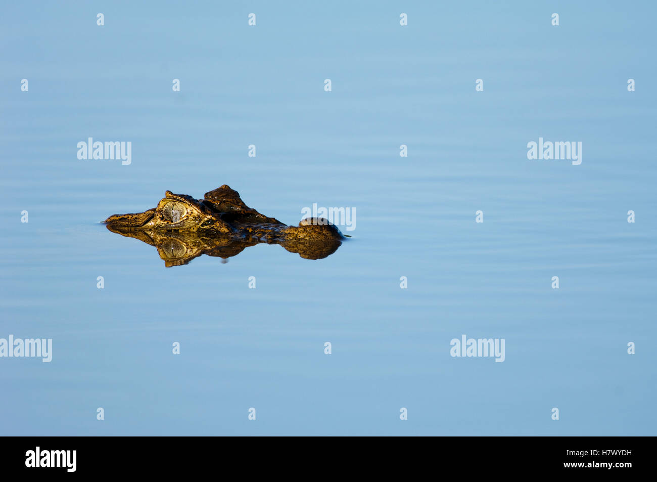 Broad-snouted Caiman (Caiman latirostris) with eyes above water surface ...