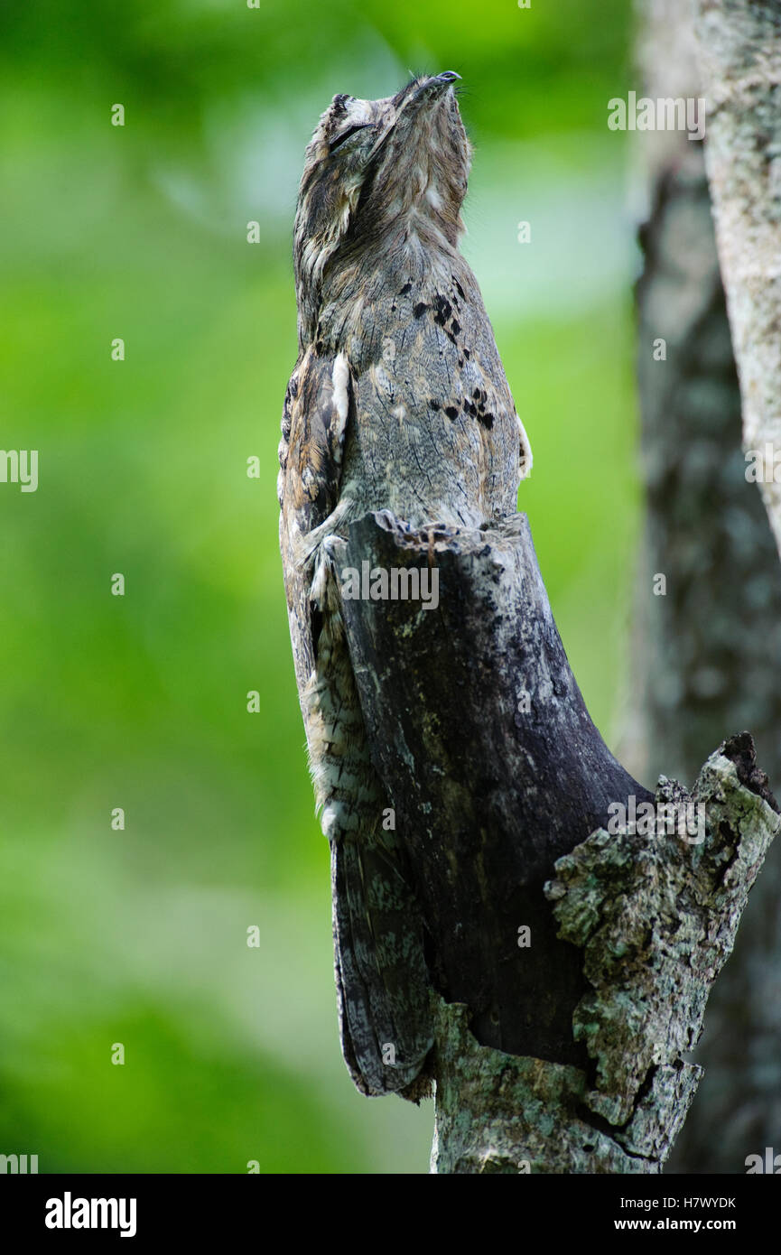 Common Potoo (Nyctibius griseus) camouflaged on stump, Bonito, Brazil ...