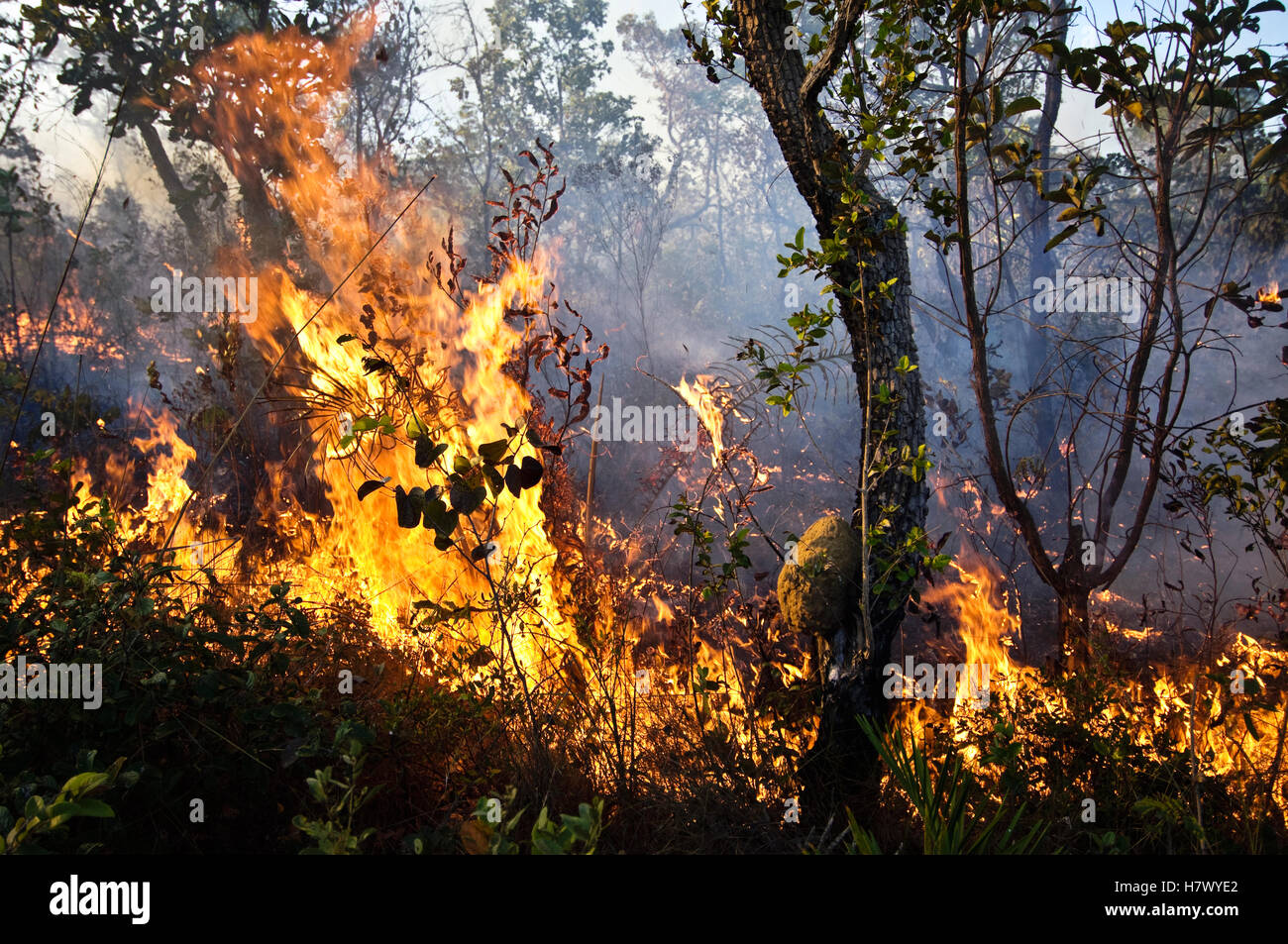 Brush fire in the Cerrado ecosystem, Formosa do Rio Preto, Brazil Stock ...