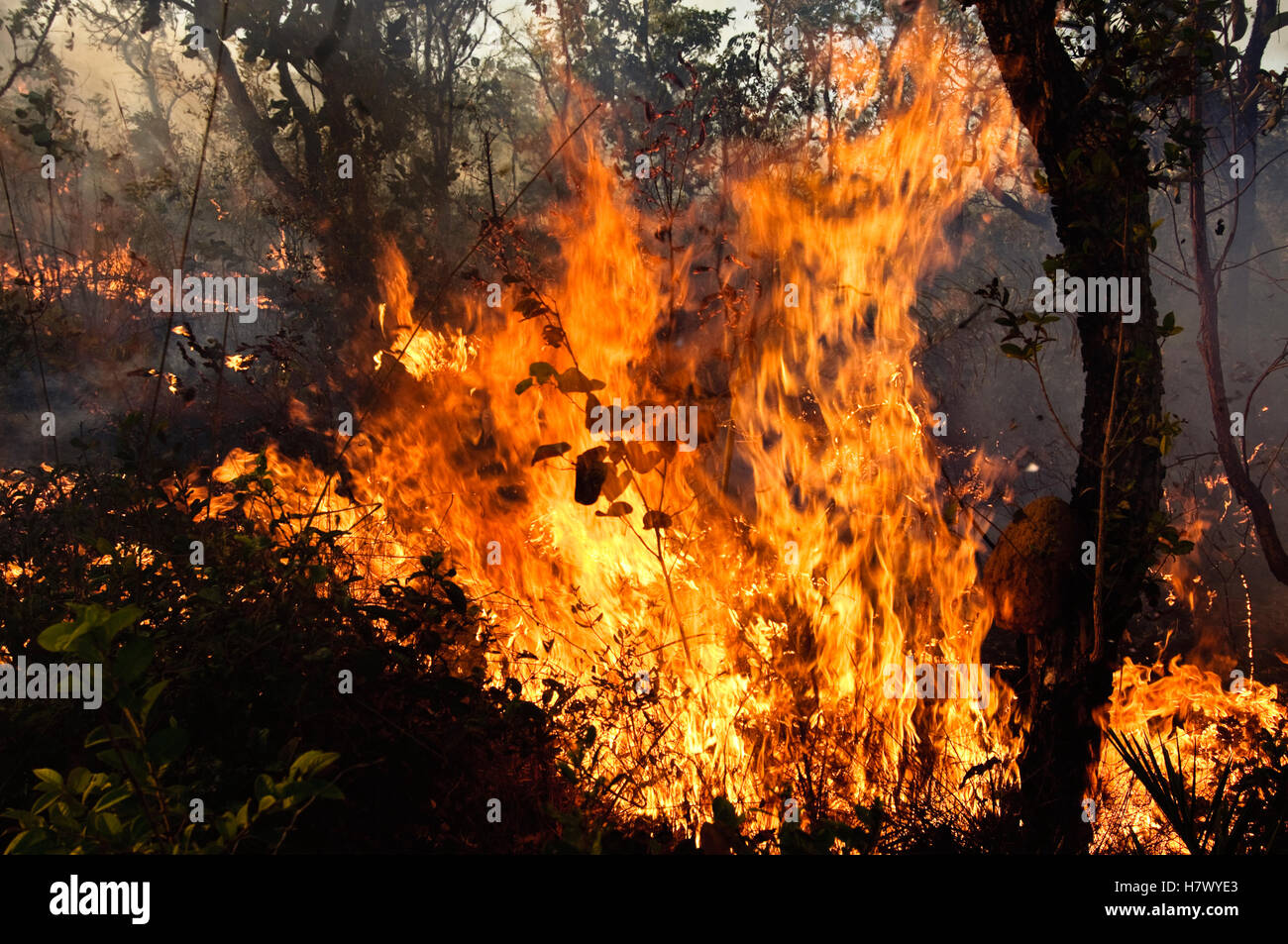 Brush fire in the Cerrado ecosystem, Formosa do Rio Preto, Brazil Stock ...