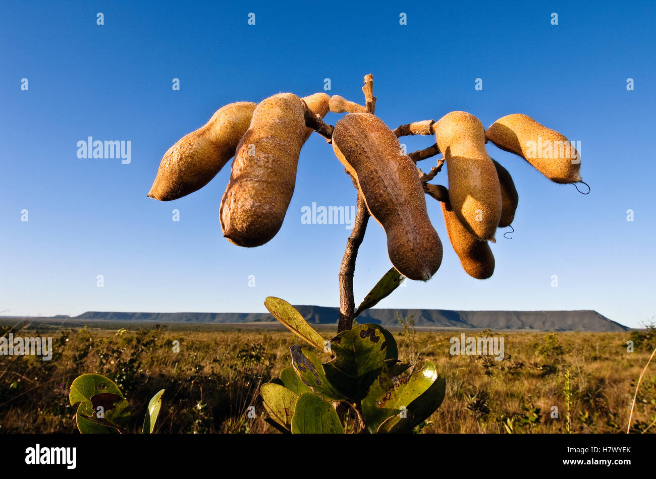 Vegetation in Cerrado ecosystem, Jalapao State Park, Brazil Stock Photo ...