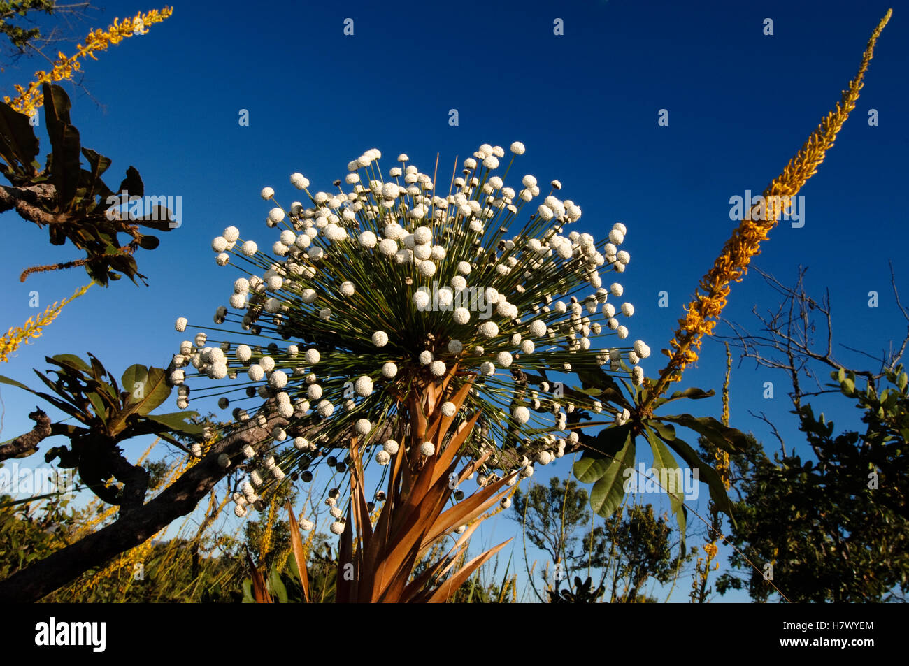 Everlasting Flower (Eriocaulaceae) in Cerrado ecosystem, Jalapao State ...