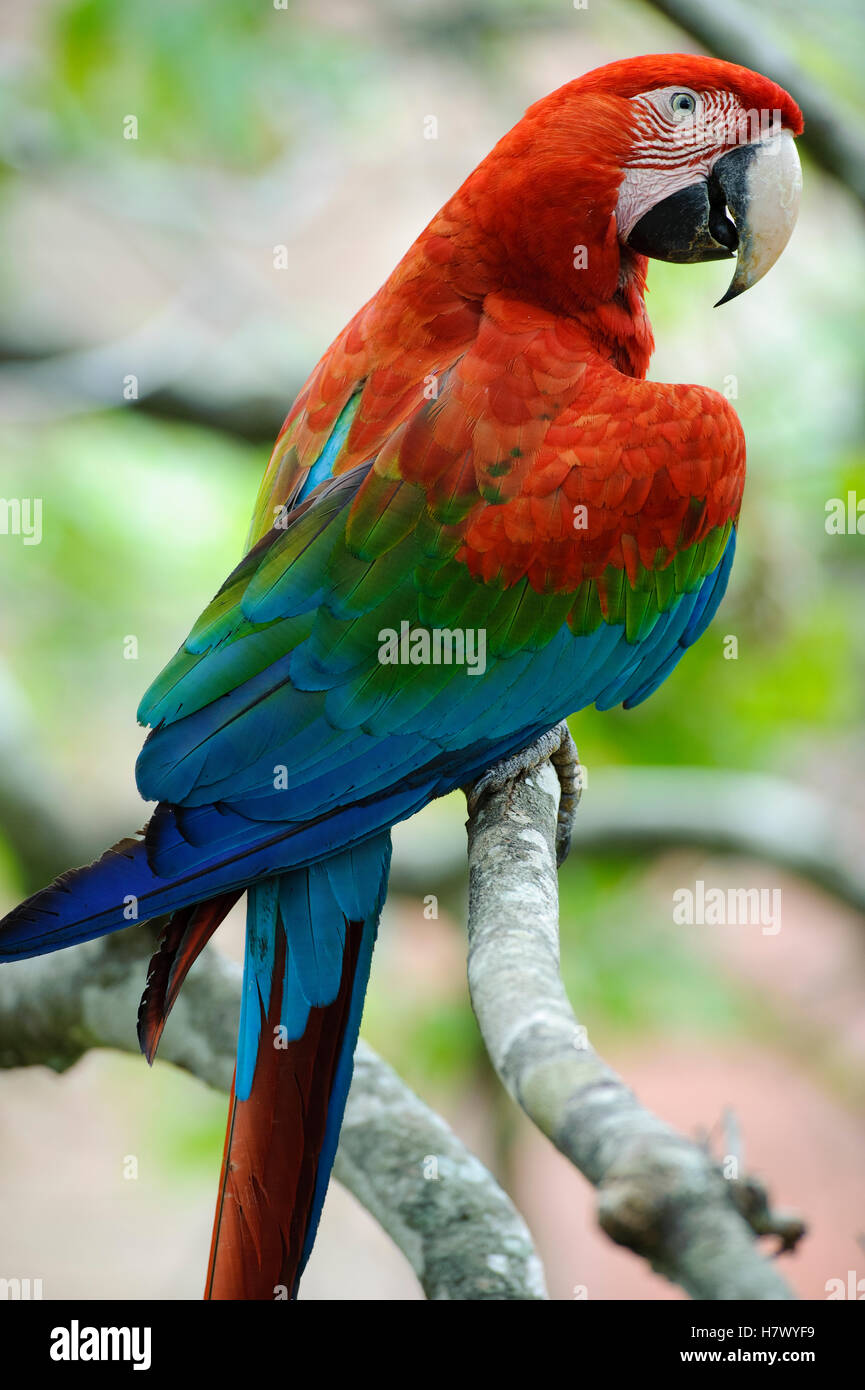 Red and Green Macaw (Ara chloroptera), Bodoquena Plateau, Brazil Stock ...