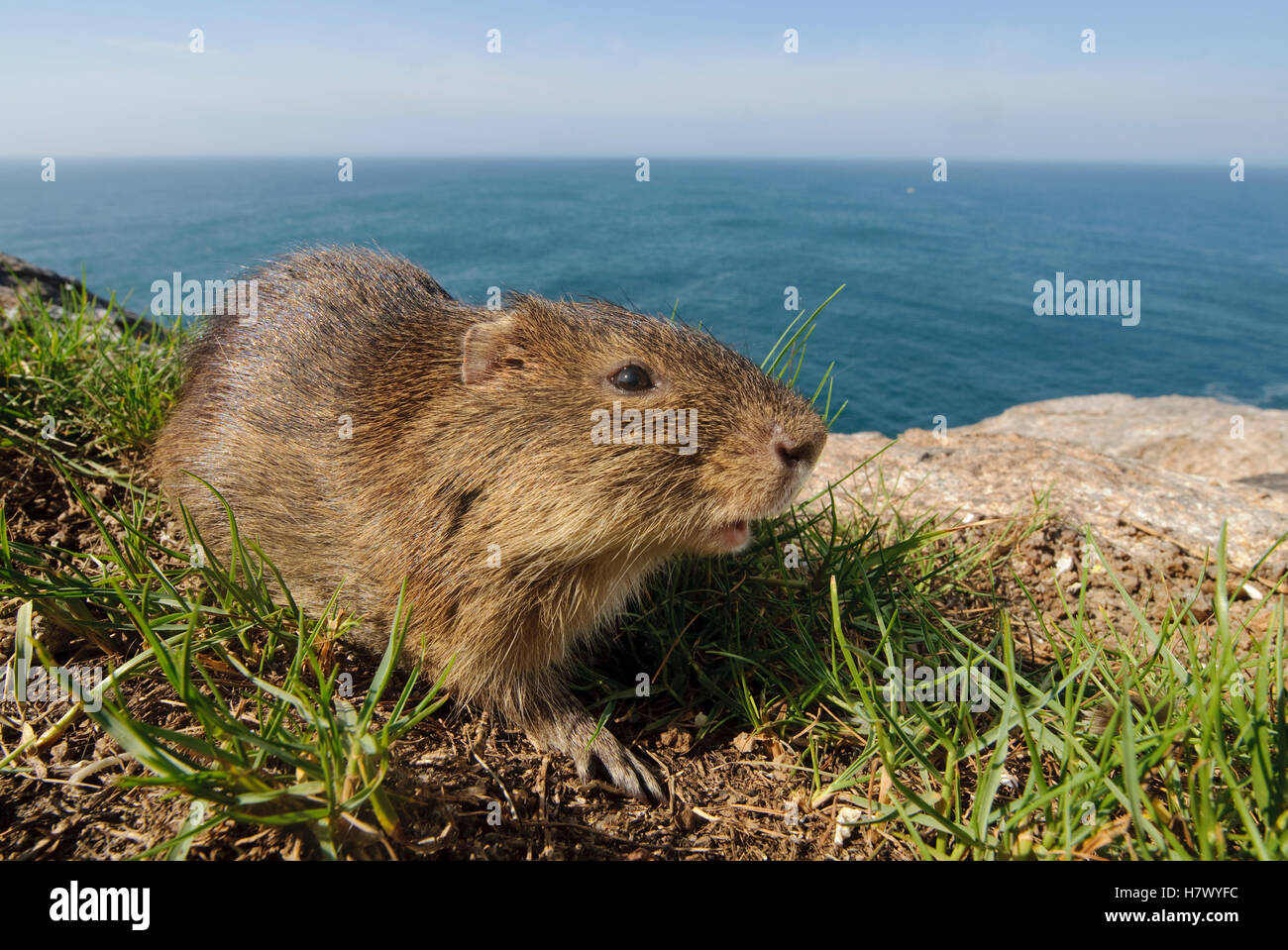 Santa Catarina's Guinea Pig (Cavia intermedia) critically endangered ...