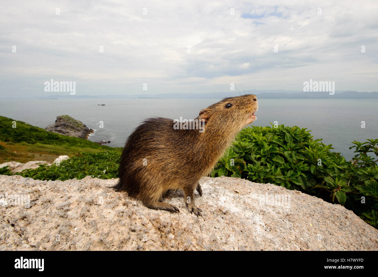 Santa Catarina's Guinea Pig (Cavia intermedia) critically endangered ...