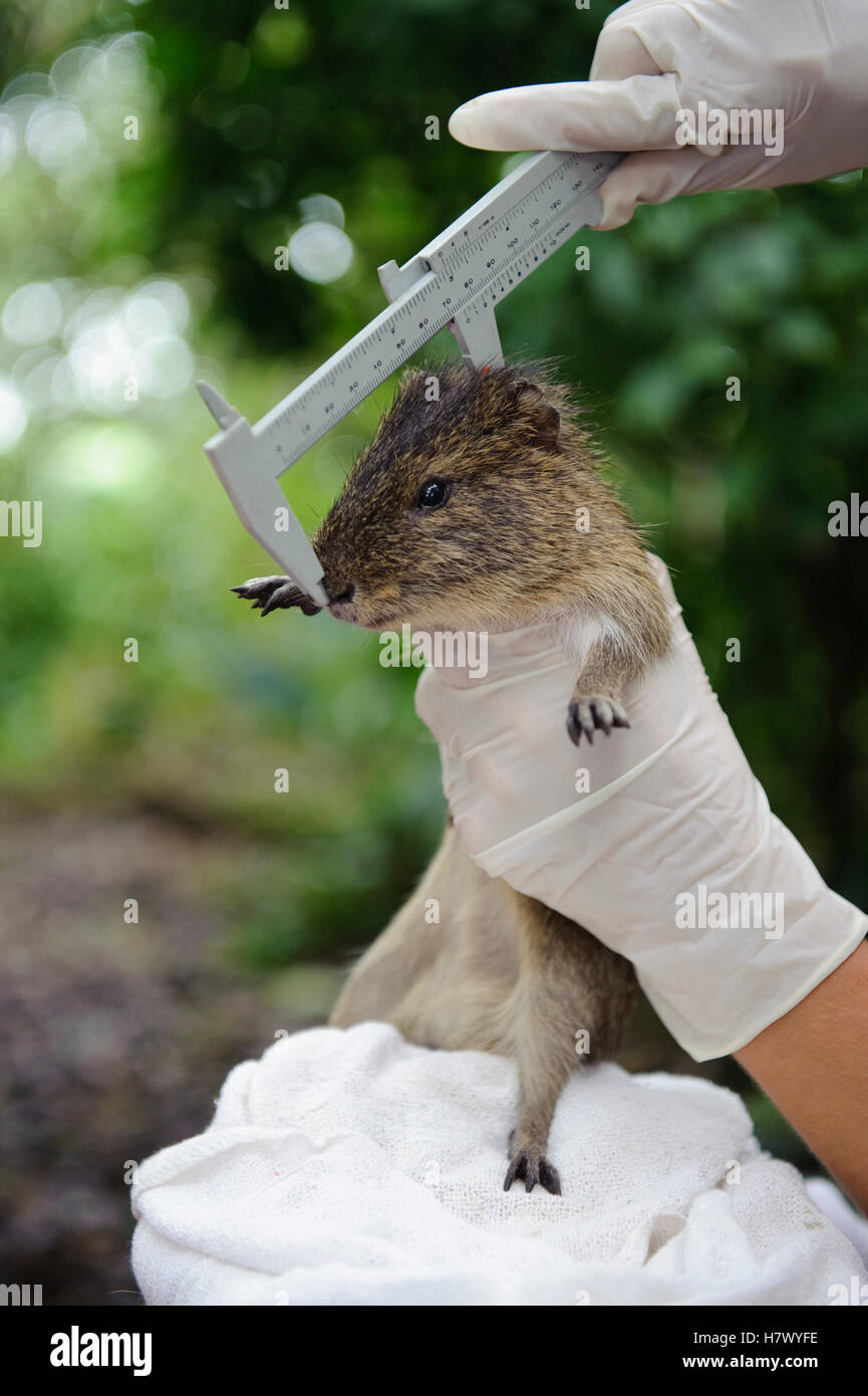 Santa Catarina's Guinea Pig (Cavia intermedia) being measured by ...