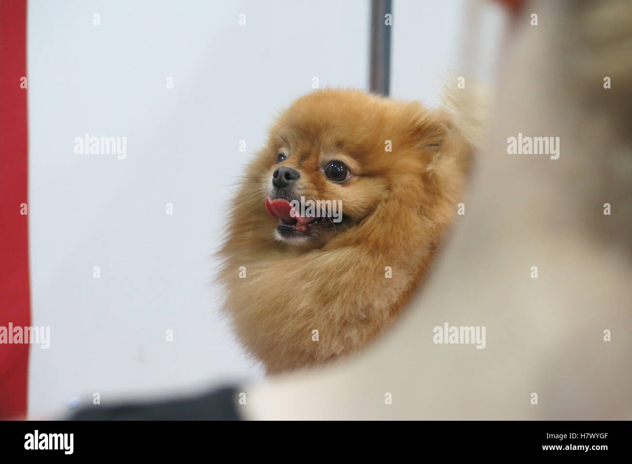 Pomeranian dog show hi-res stock photography and images - Alamy
