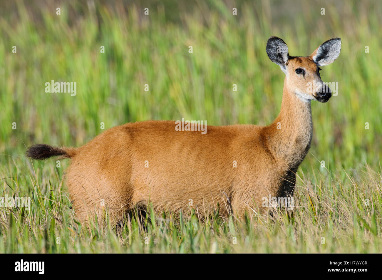 Marsh Deer (Blastocerus dichotomus) female, Pantanal, Brazil Stock ...