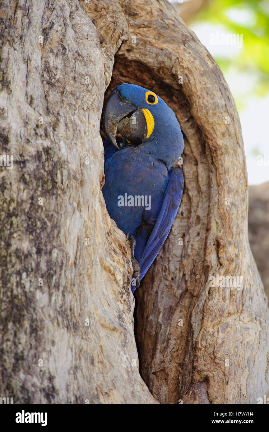 Hyacinth Macaw (Anodorhynchus hyacinthinus) in nest entrance, Brazil ...