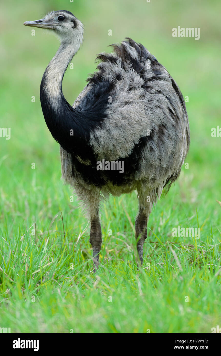 Greater Rhea (Rhea americana) portrait, Pantanal, Brazil Stock Photo - Alamy