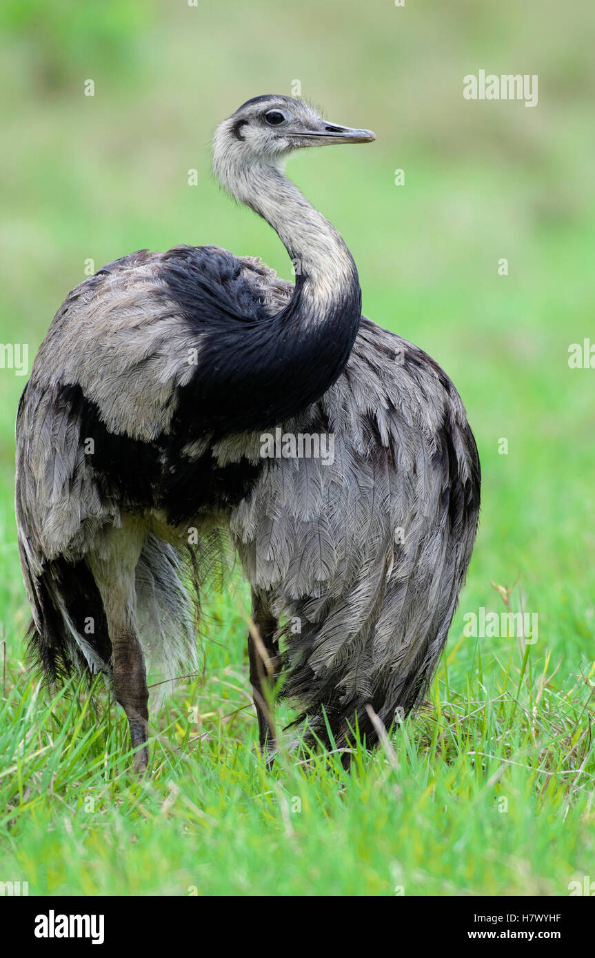 Greater Rhea (Rhea americana) stretching wings, Pantanal, Brazil Stock Photo - Alamy