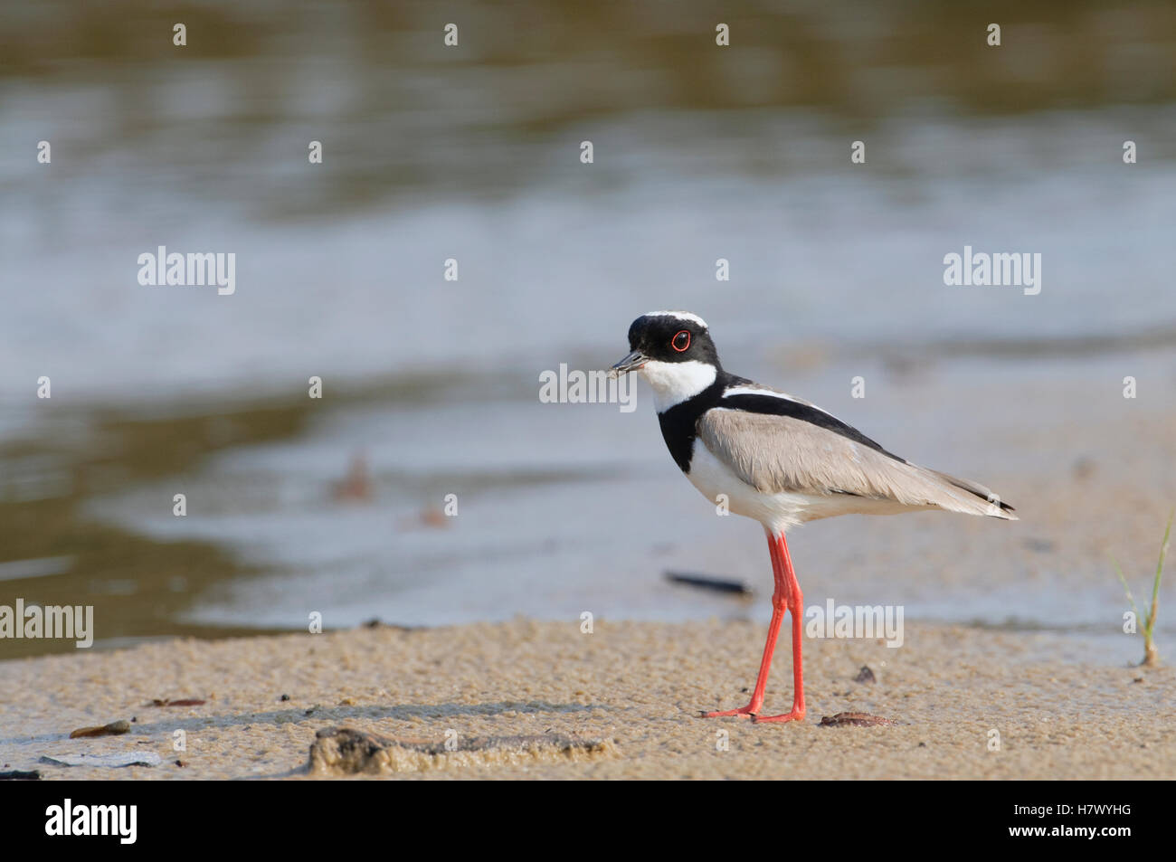 Pied Lapwing (Vanellus cayanus) adult on sandbank, Pantanal, Brazil ...