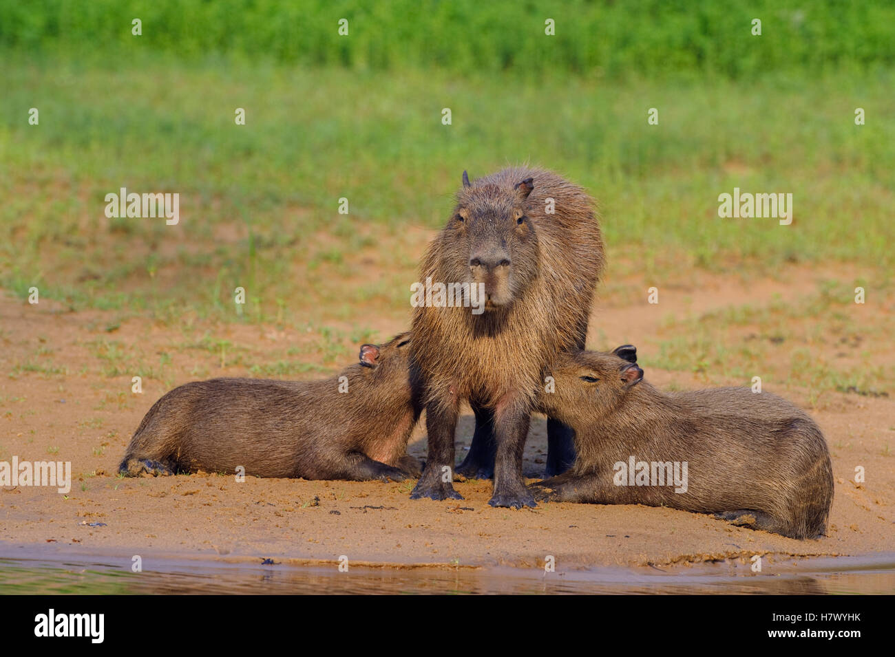 Capybara (Hydrochoerus hydrochaeris) female with nursing babies, Rio ...