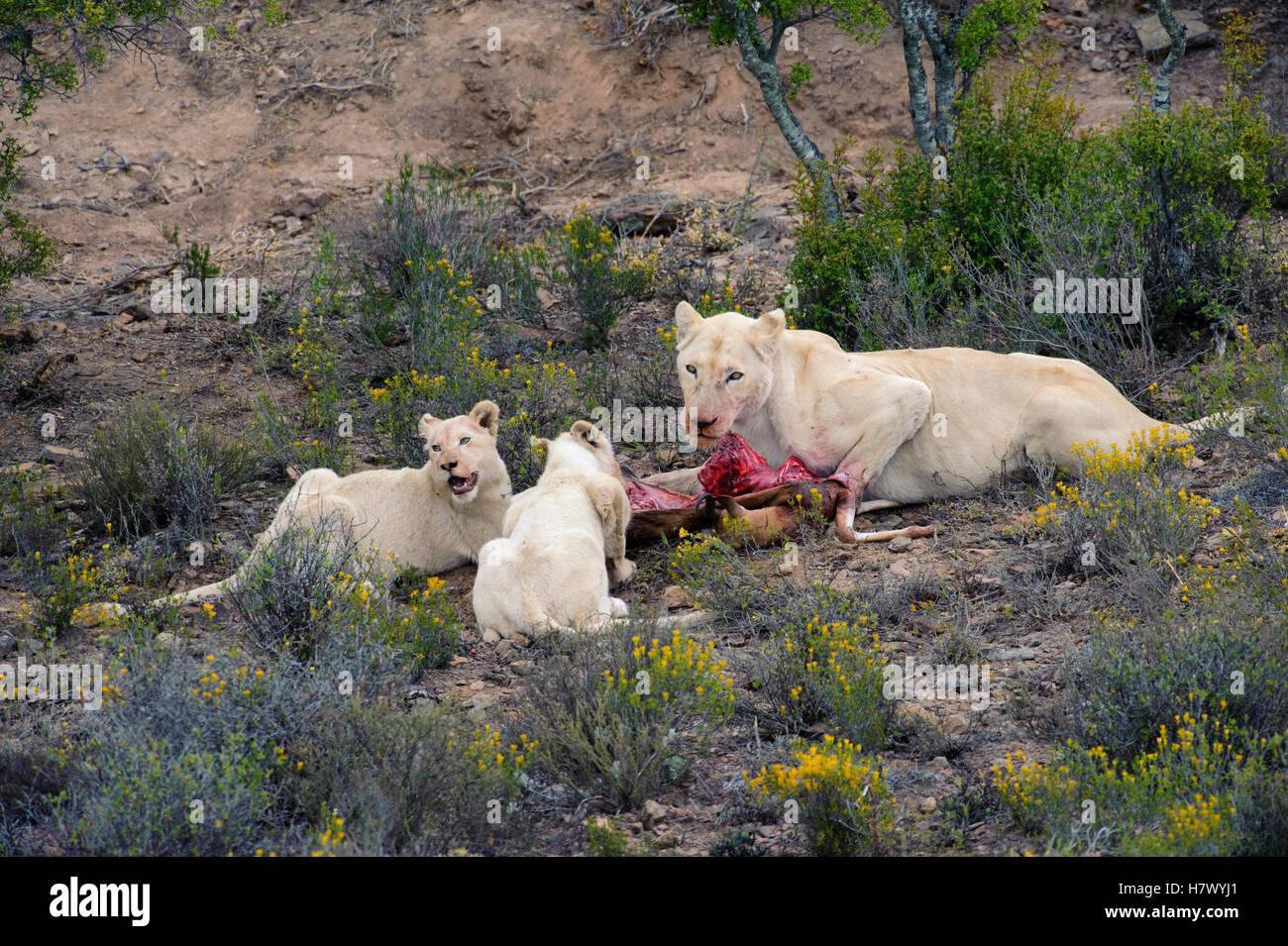 African Lion (Panthera leo) white adult female and juveniles eating ...