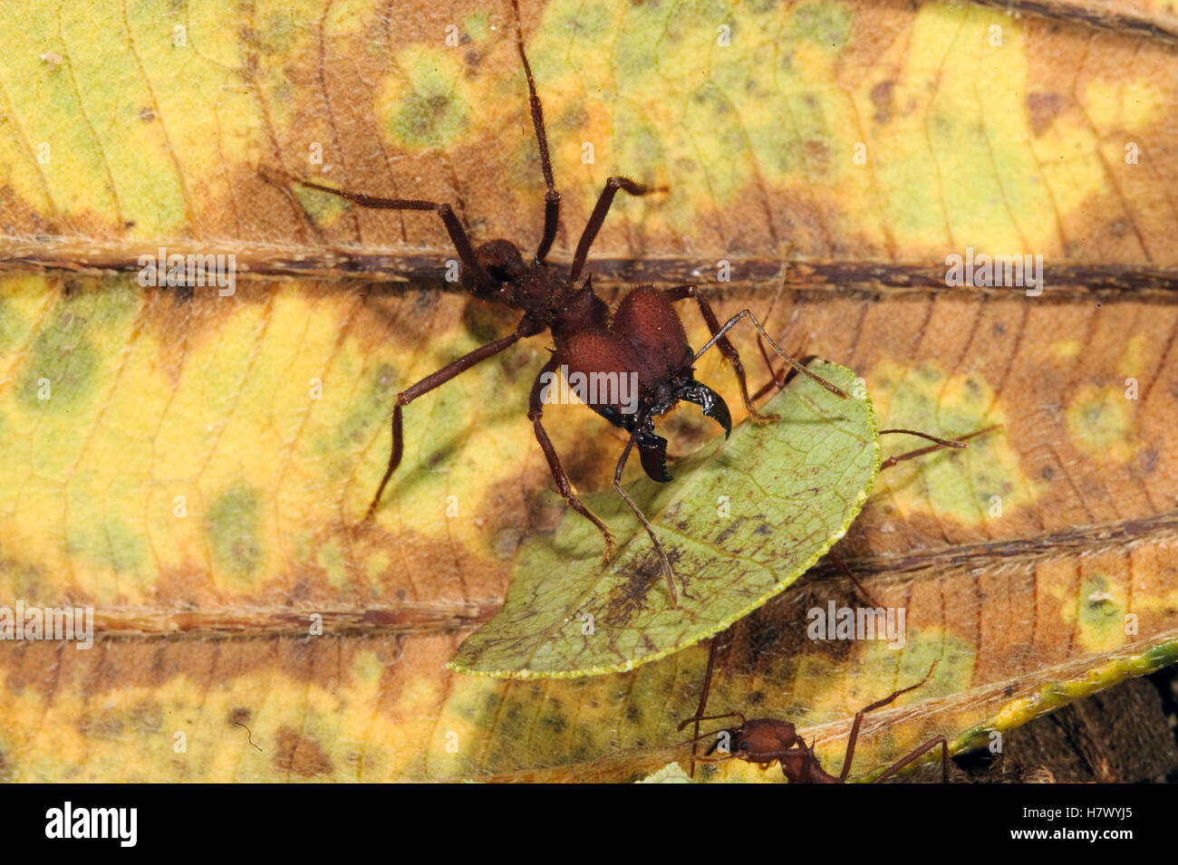 Leafcutter Ant Atta Sp Worker Carrying Leaf Segment Atlantic Forest Sao Paulo Brazil Stock