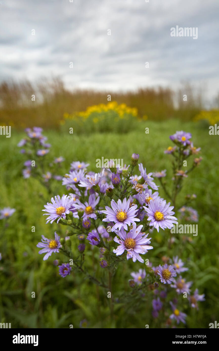 Smooth Blue Aster (Symphyotrichum laeve), North America Stock Photo - Alamy