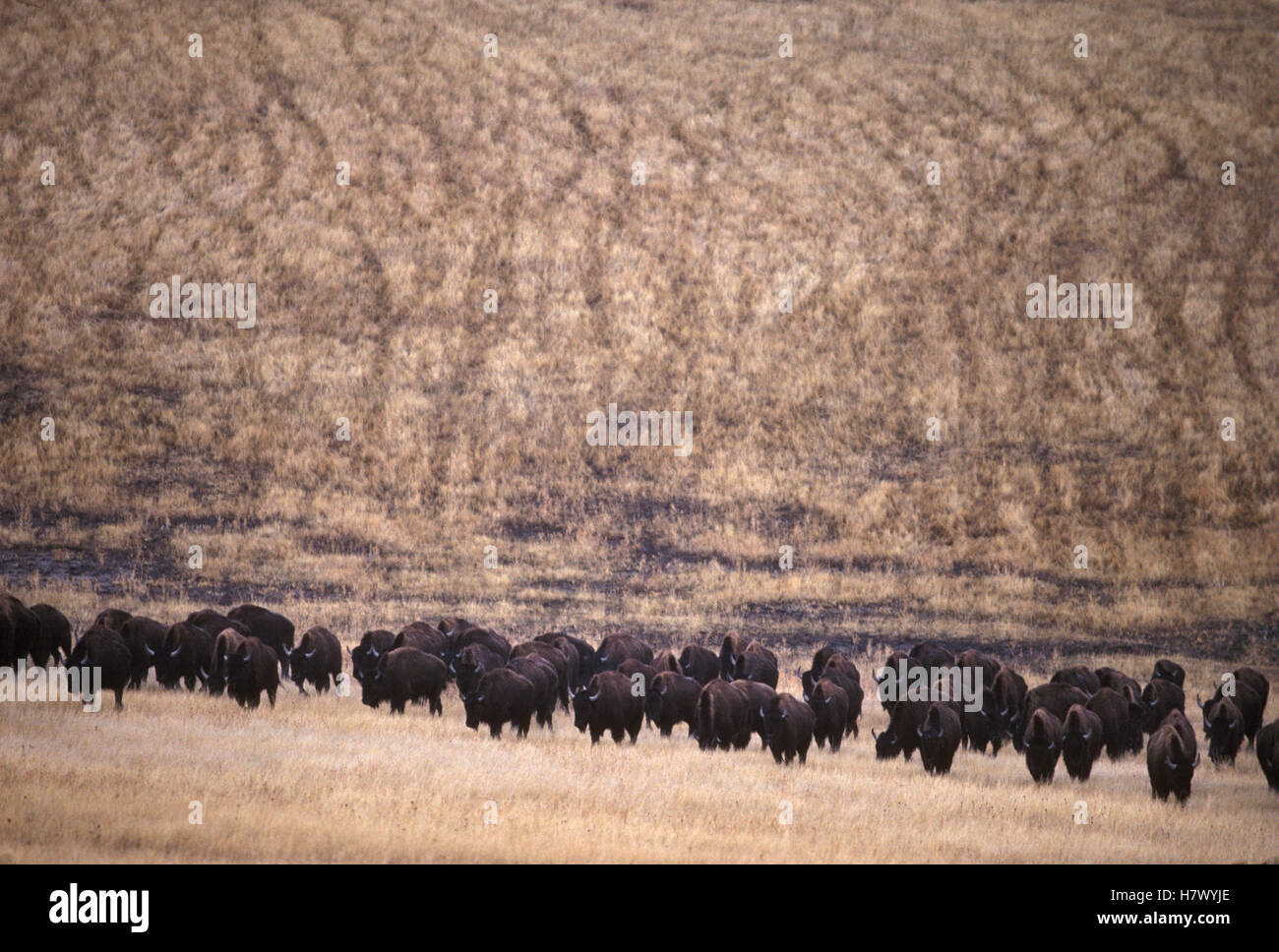 American Bison (Bison bison) herd moving across prairie, Wind Cave ...