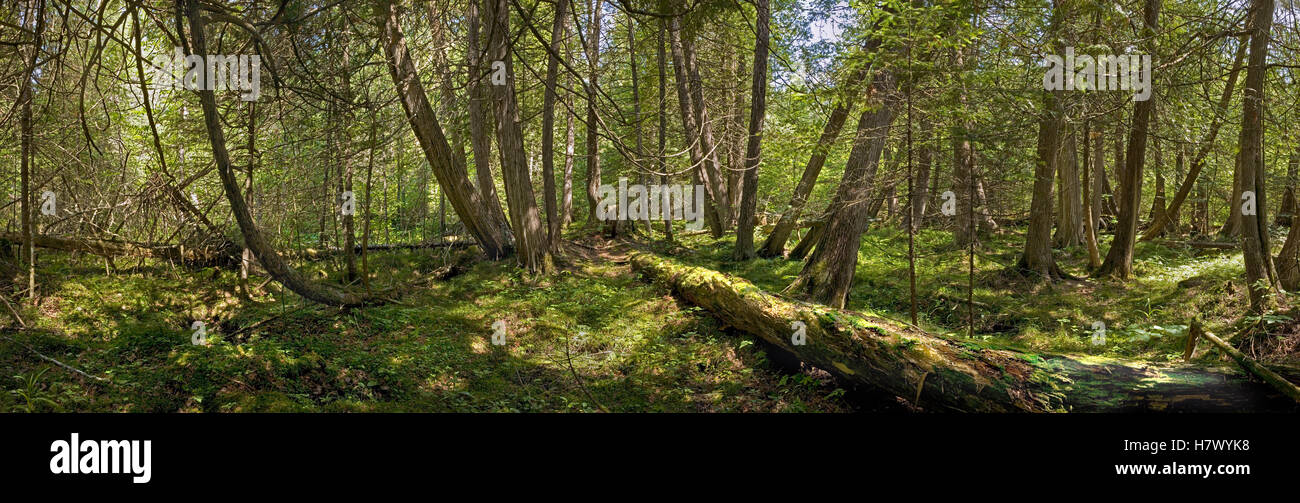 Atlas Cedar (Cedrus atlantica) old growth forest interior, Northwoods ...