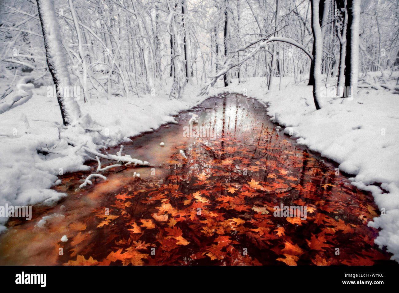 Oak (Quercus sp) leaves in stream with snowy forest, Minnesota Stock ...