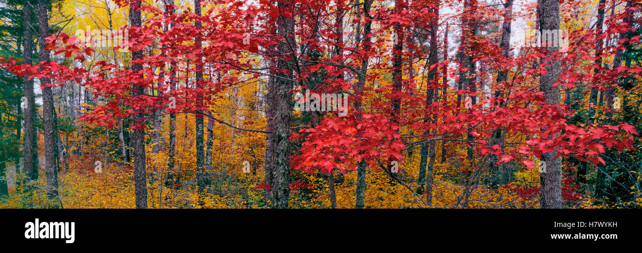 Maple (Acer sp) trees in autumn color, Snowbank Lake, Boundary Waters ...