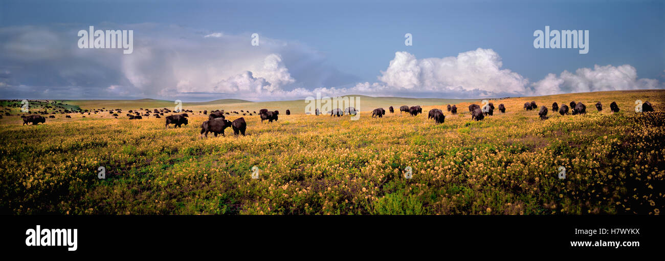 American Bison (Bison bison) herd grazing on mixed grass prairie, near ...