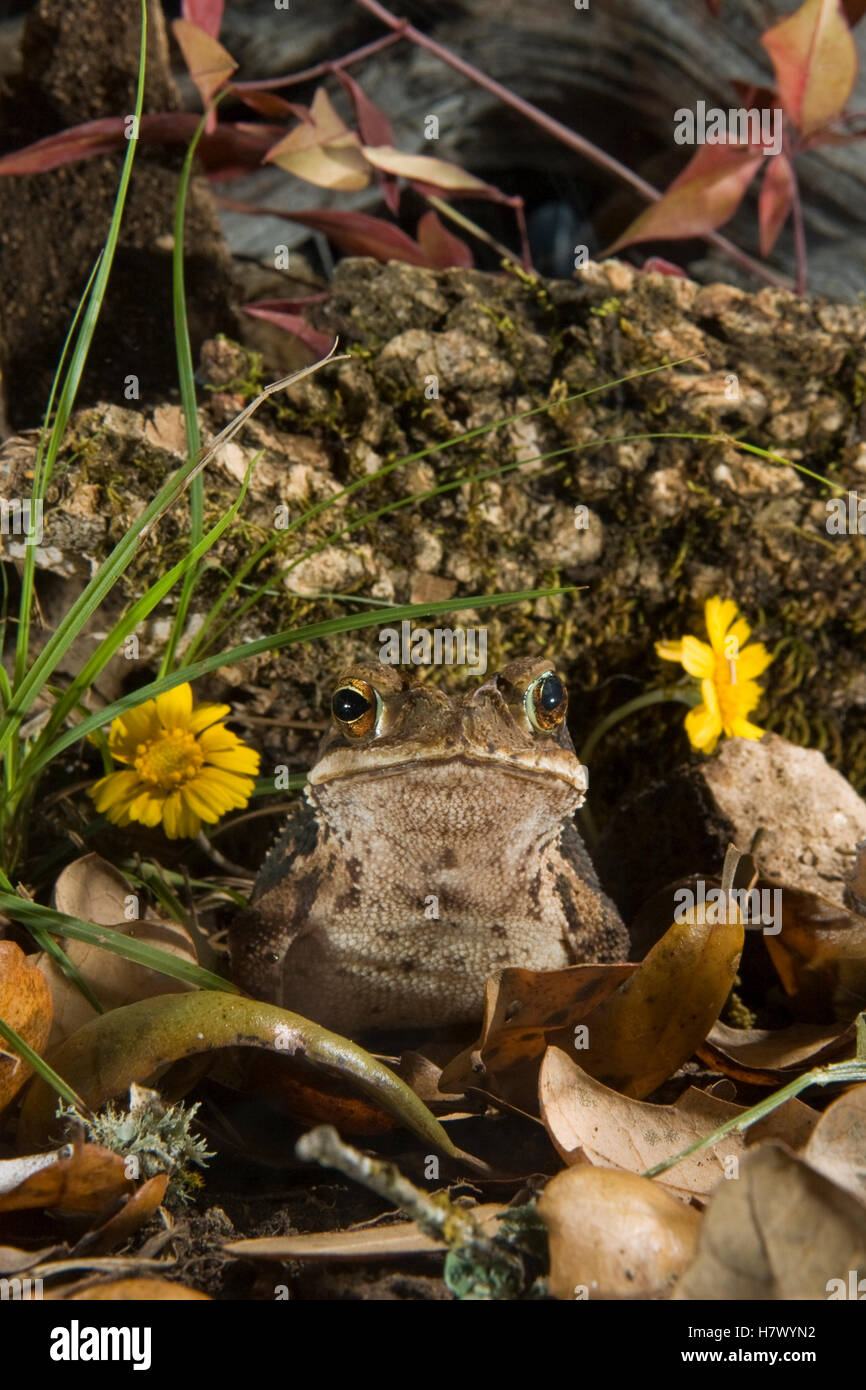 Gulf Coast Toad (Bufo valliceps) in leaf litter, Red Corral Ranch ...
