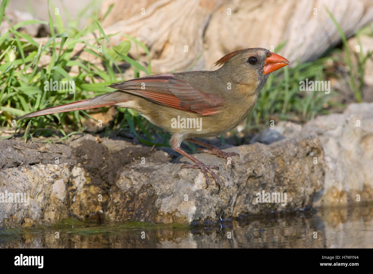 Northern Cardinal (Cardinalis cardinalis) female at edge of drinking ...